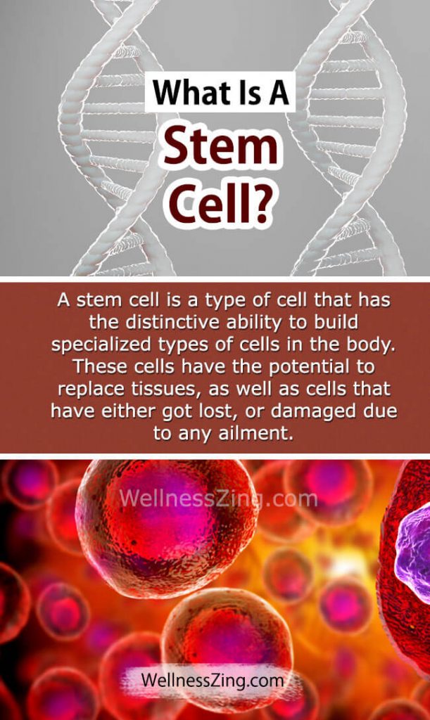 Stem Cells : All You Need to Know About Their Origin and Applications!
